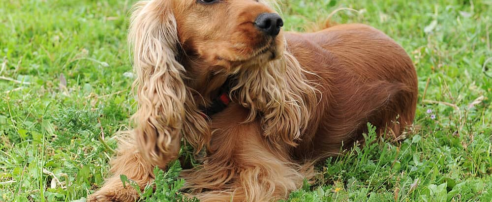 National Checkers Day (September 23rd) | Days Of The Year