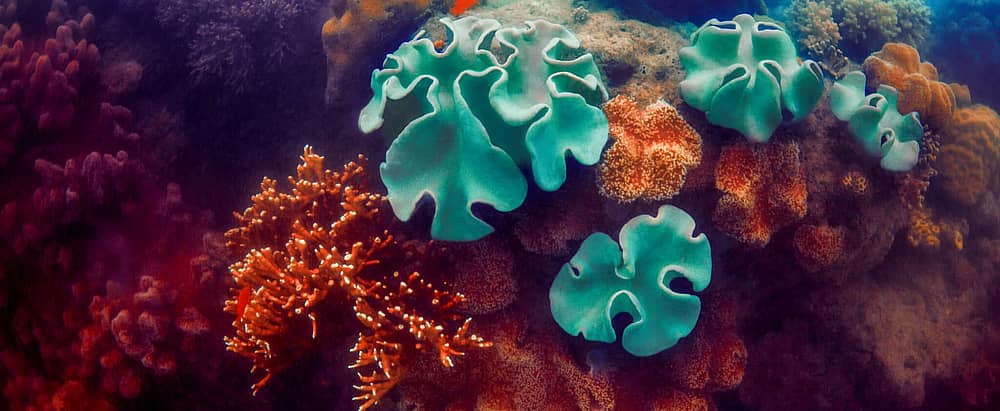 Coral Triangle Day (June 9th) | Days Of The Year