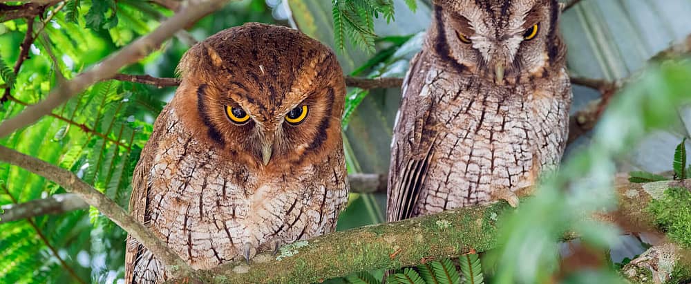 International Owl Awareness Day (August 4th) | Days Of The Year