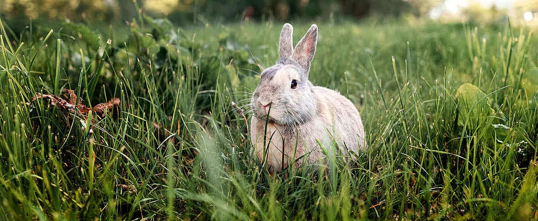 Adopt a Rescued Rabbit Month (February 2025) | Days Of The Year