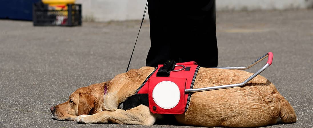 Assistance Dog Day (August 4th) | Days Of The Year