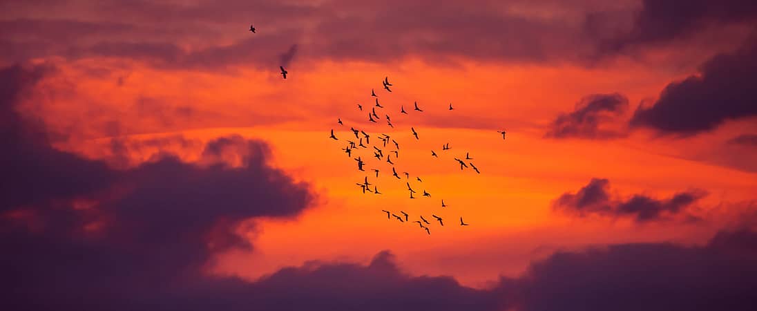World Migratory Bird Day (May 10th, 2025) | Days Of The Year