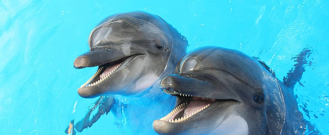 National Dolphin Day (April 14th) | Days Of The Year