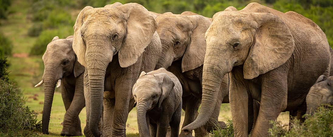 National Elephant Appreciation Day (September 22nd) | Days Of The Year
