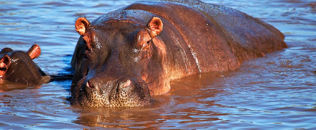 World Hippo Day (February 15th) | Days Of The Year