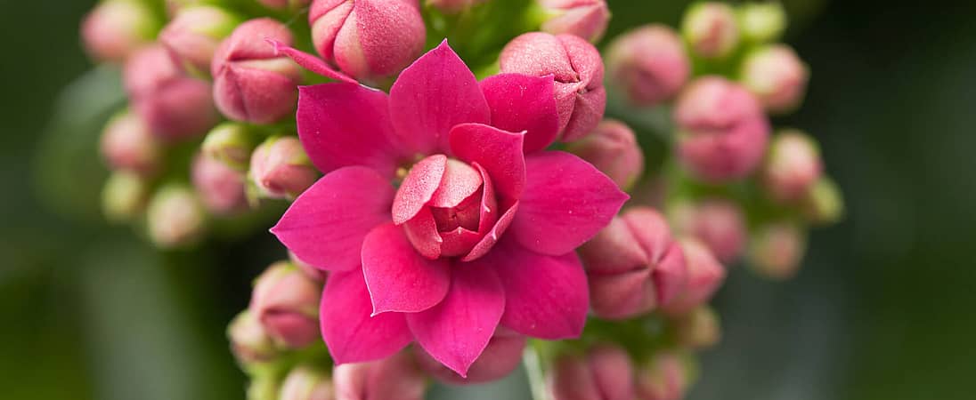 National Houseplant Appreciation Day (January 10th) | Days Of The Year