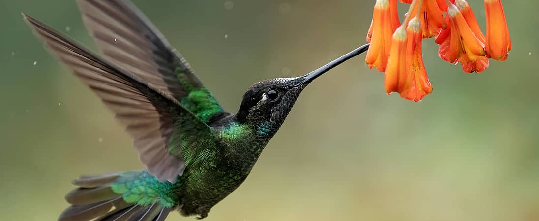 National Hummingbird Day (September 7th, 2024) | Days Of The Year