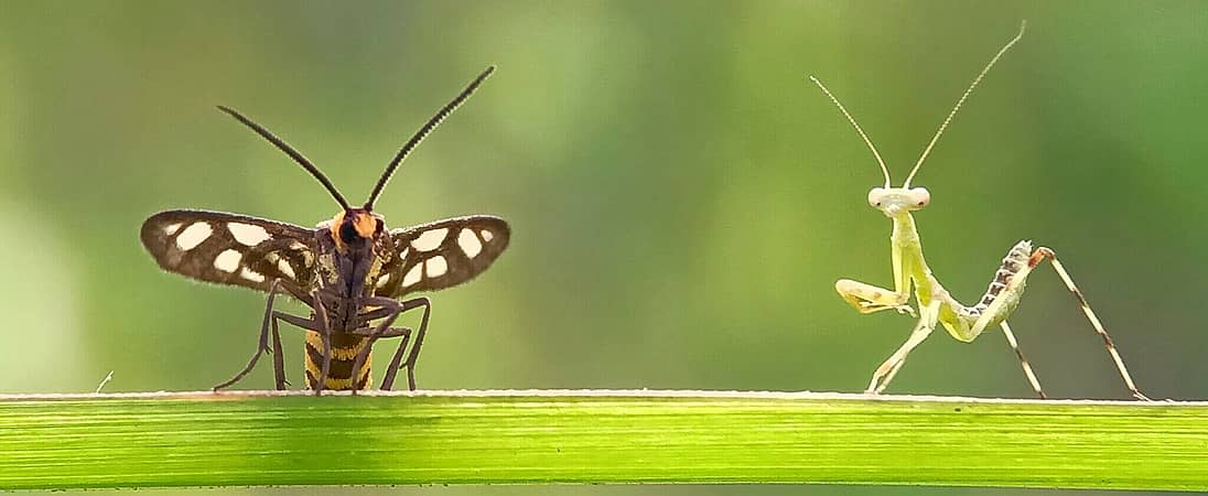 Insect Week (Jun 23rd to Jun 29th) | Days Of The Year