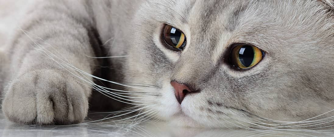 International Cat Day (August 8th) | Days Of The Year
