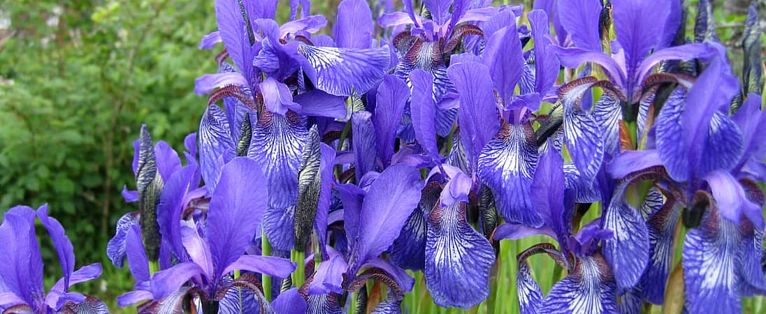 Iris Day (May 8th) | Days Of The Year