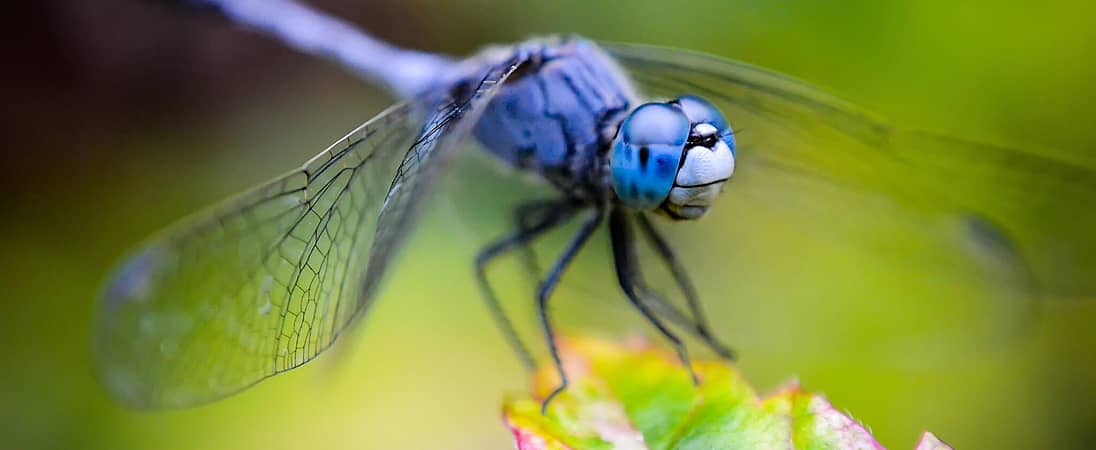 National Dragonfly Day (June 14th, 2025) | Days Of The Year