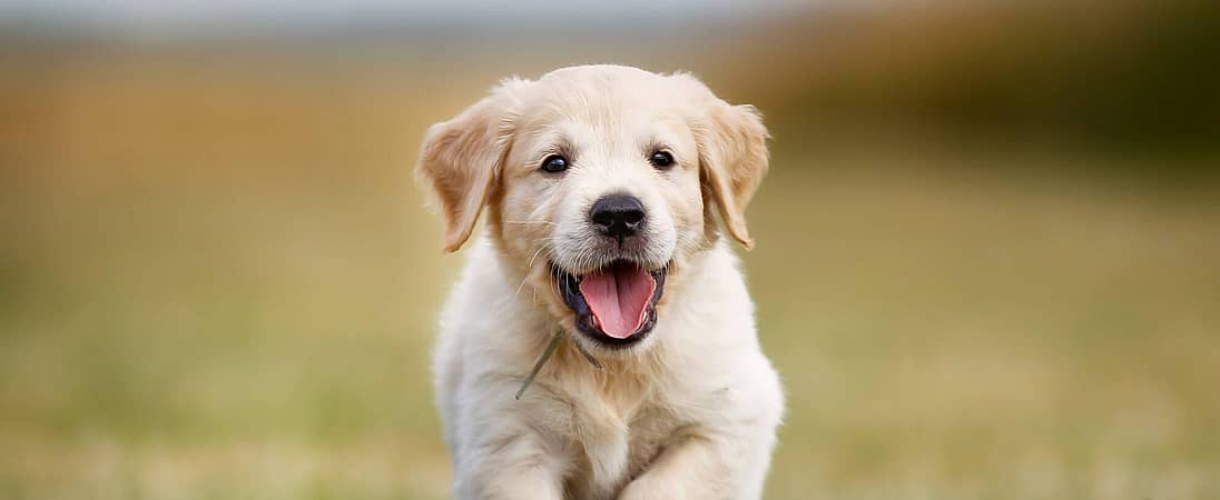 National Puppy Day (March 23rd) | Days Of The Year