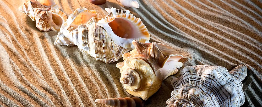 National Seashell Day (June 21st, 2025) | Days Of The Year