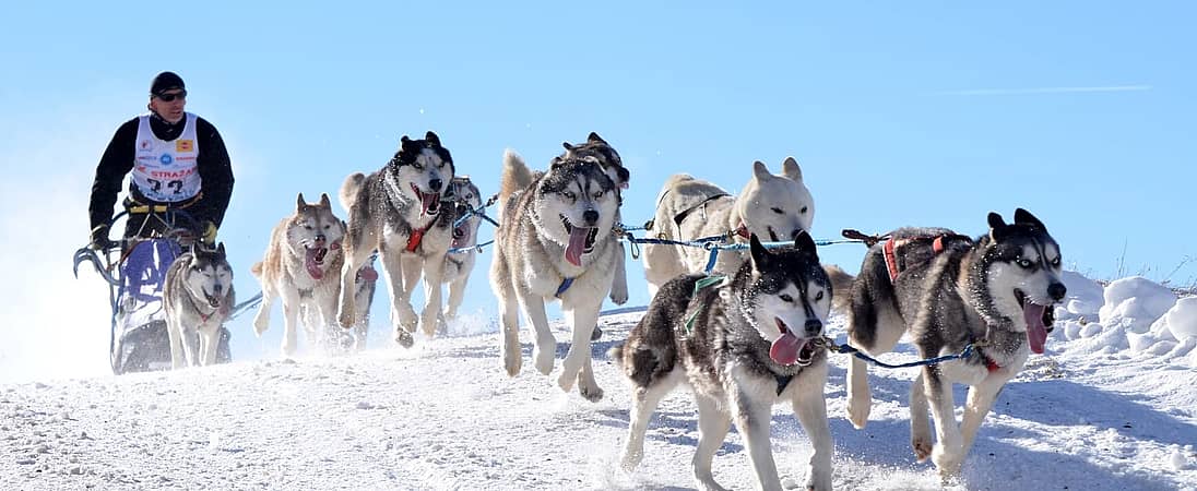 National Sled Dog Day (February 2nd) | Days Of The Year