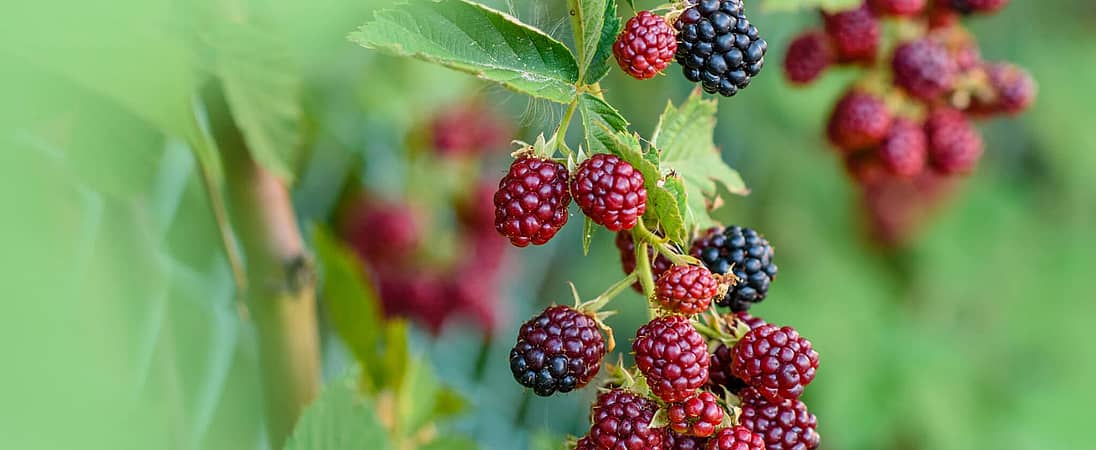 Wild Foods Day (October 28th) | Days Of The Year