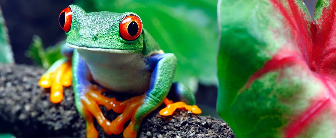 National Wildlife Day (September 4th) | Days Of The Year