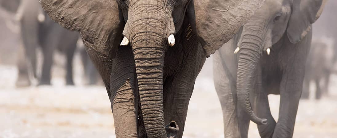 World Elephant Day (August 12th) | Days Of The Year