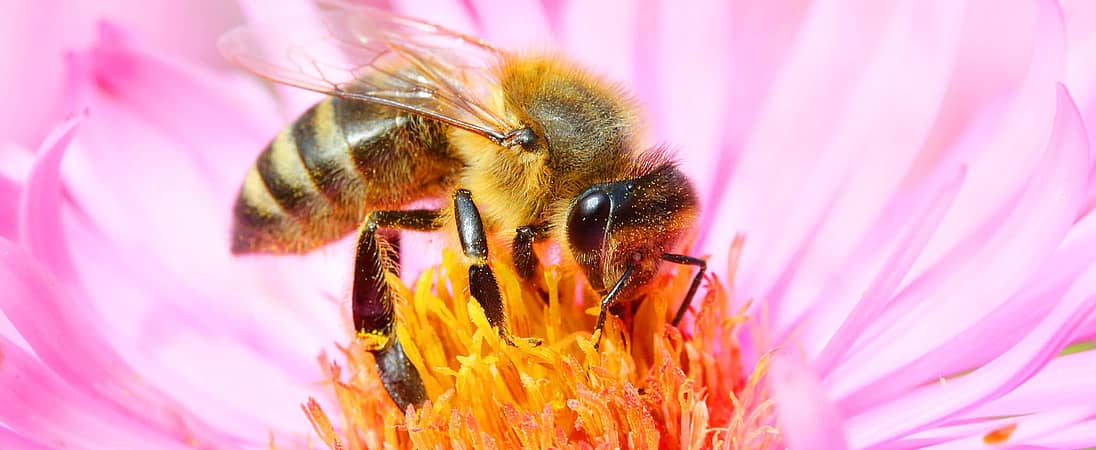 World Honey Bee Day (August 17th, 2024) | Days Of The Year