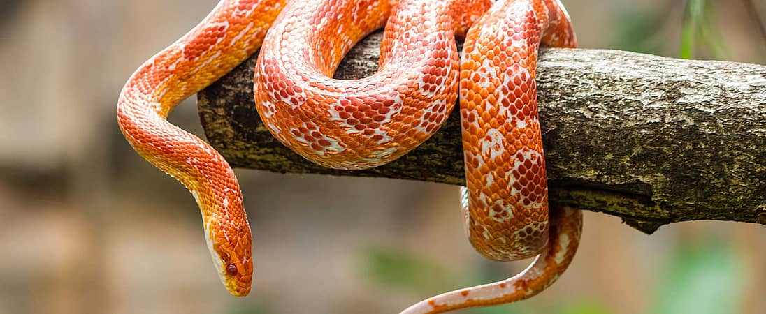 World Snake Day (July 16th) | Days Of The Year