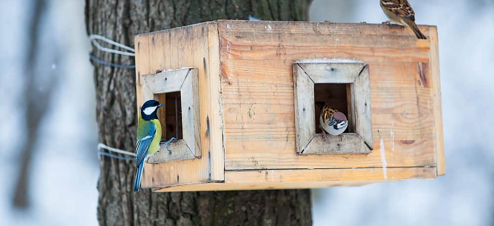 National Bird Day (January 5th) | Days Of The Year