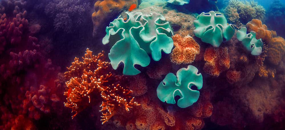 Mother Ocean Day (May 10th) | Days Of The Year