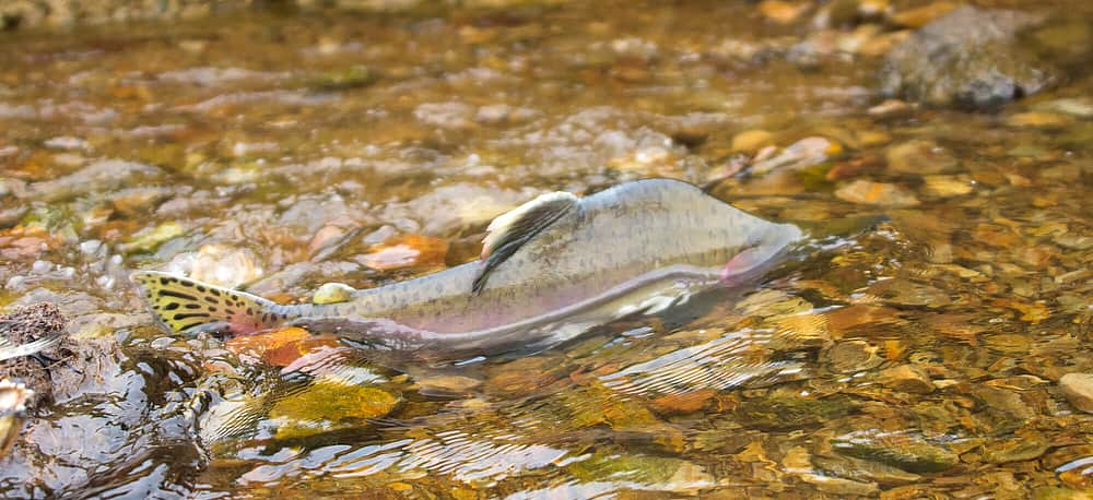National Catfish Day (June 25th) | Days Of The Year