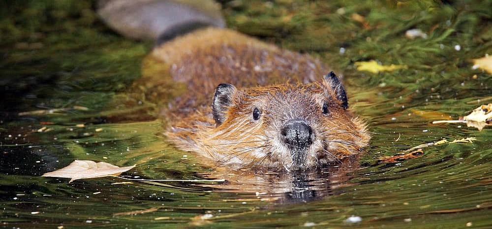 International Beaver Day (April 7th) | Days Of The Year