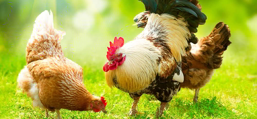 National Dance Like a Chicken Day (May 14th) | Days Of The Year