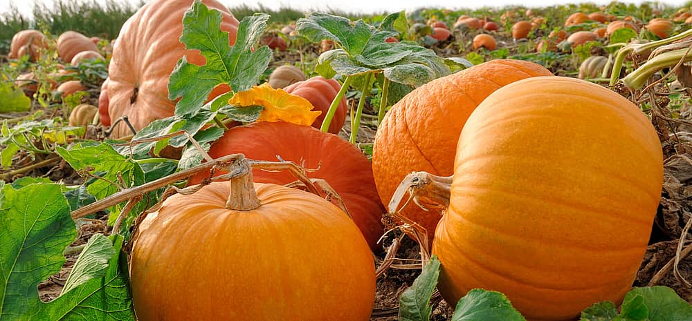 National Pumpkin Day (October 26th) | Days Of The Year