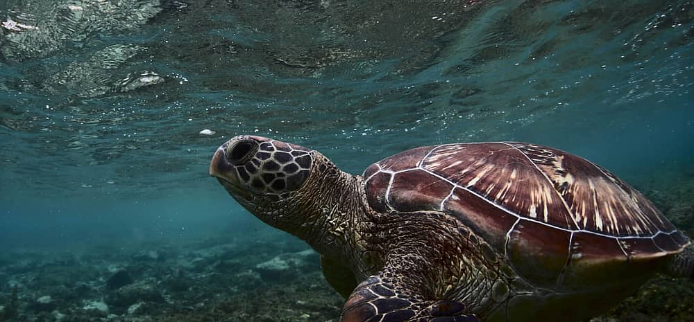 World Turtle Day (May 23rd) | Days Of The Year