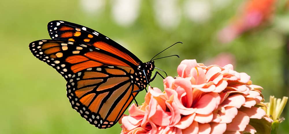 Western Monarch Day (February 5th) | Days Of The Year