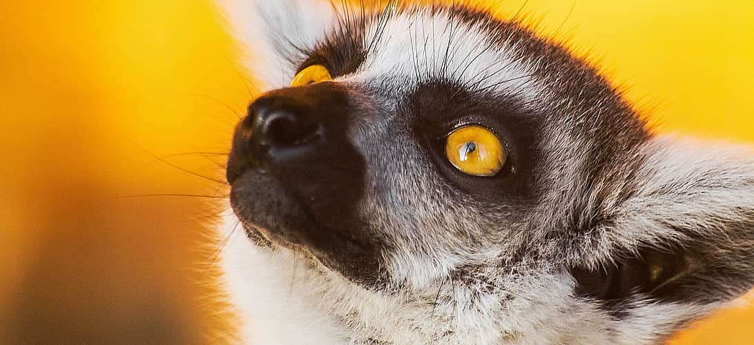 National Greasy Foods Day (October 25th) | Days Of The Year