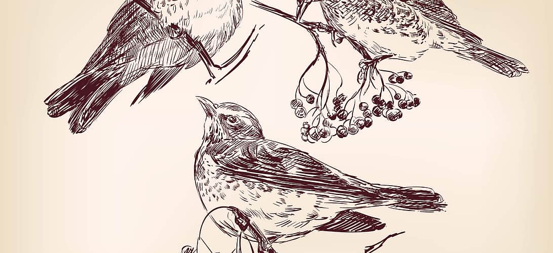 National Bird Day (January 5th) | Days Of The Year