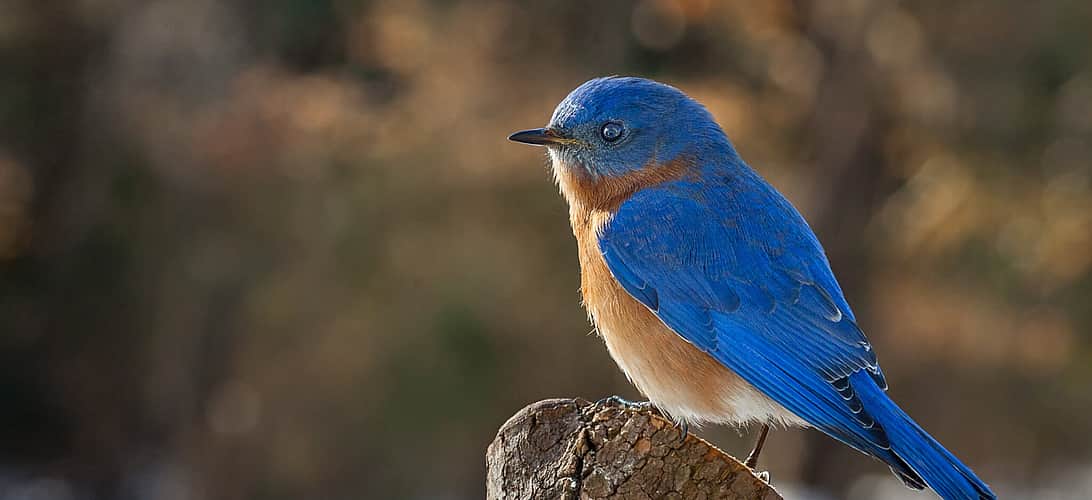 National Bird Day (January 5th) | Days Of The Year