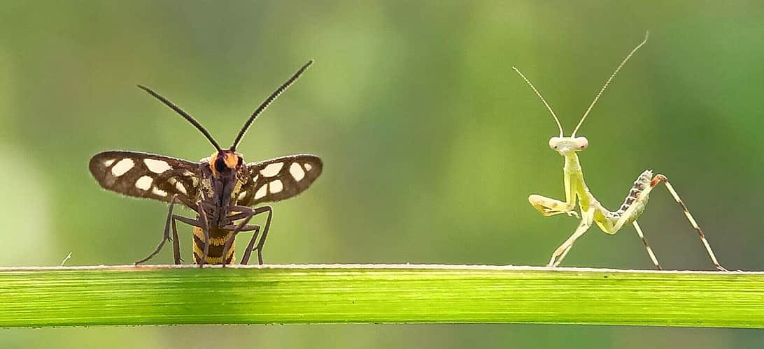 National Reptile Awareness Day (October 21st) | Days Of The Year