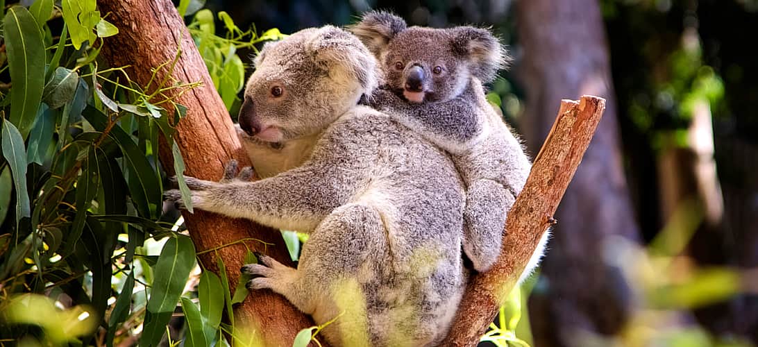 World Octopus Day (October 8th) | Days Of The Year