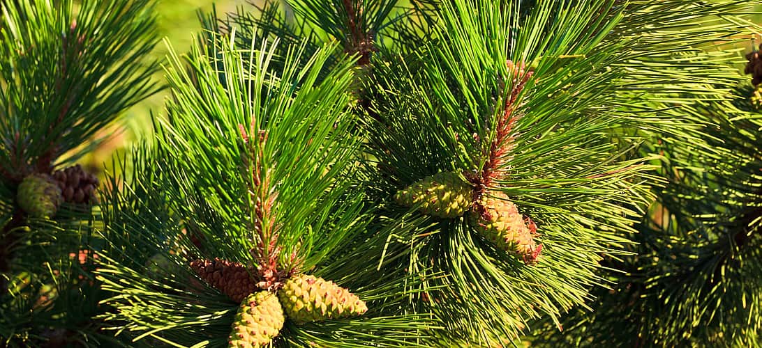 National Emo Day (December 19th) | Days Of The Year