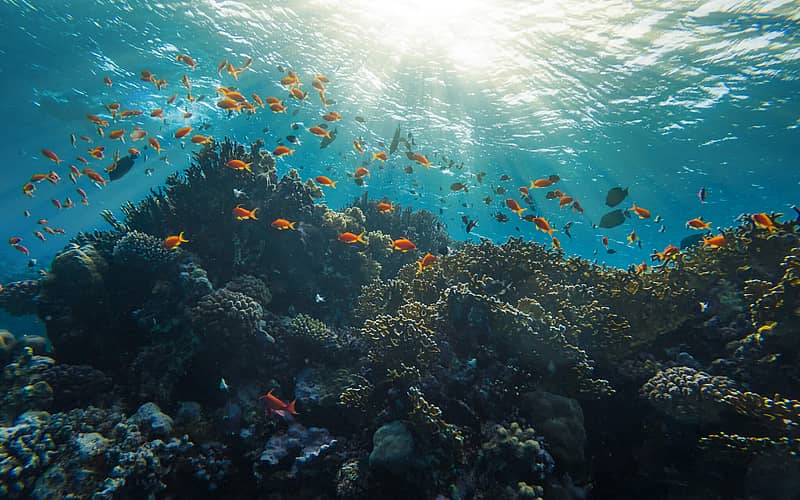 Mother Ocean Day (May 10th) | Days Of The Year