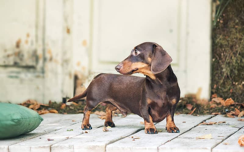 National Checkers Day (September 23rd) | Days Of The Year