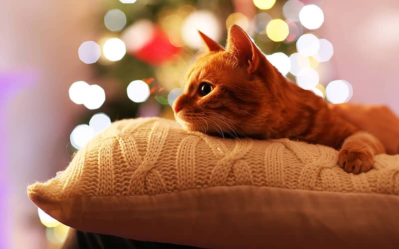 International Cat Day (August 8th) | Days Of The Year