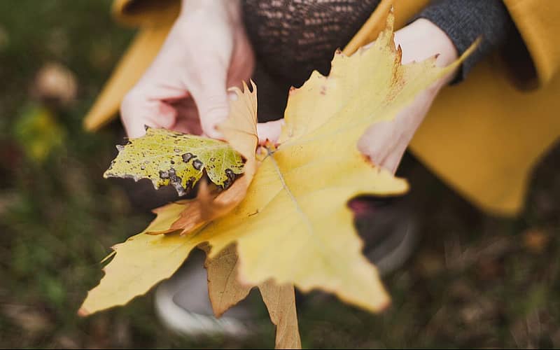 National Limerick Day (May 12th) | Days Of The Year