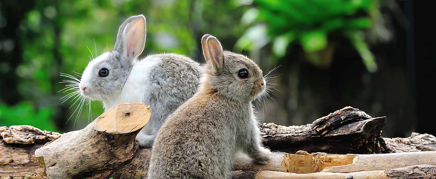International Rabbit Day® (September 28th, 2024) | Days Of The Year