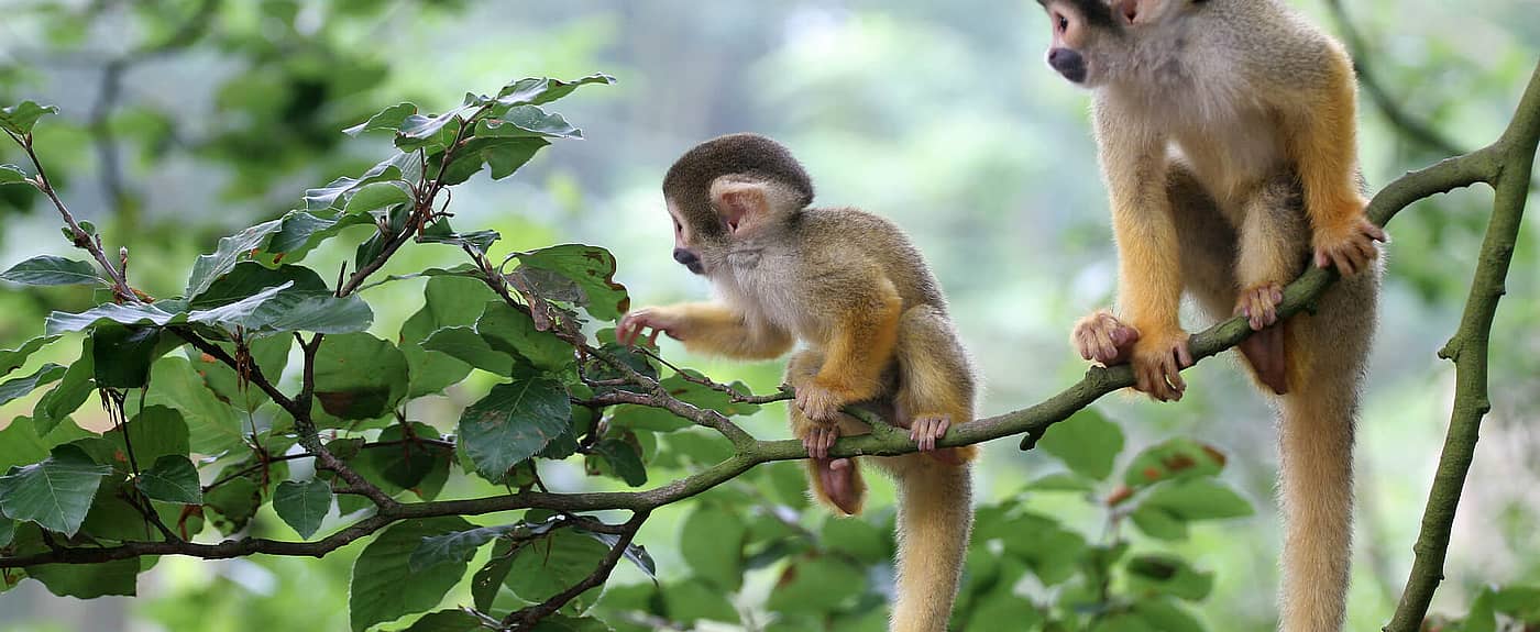 Monkey Day (December 14th) | Days Of The Year