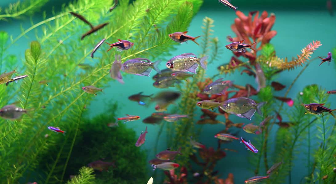 National Sea Monkey Day (May 16th) | Days Of The Year