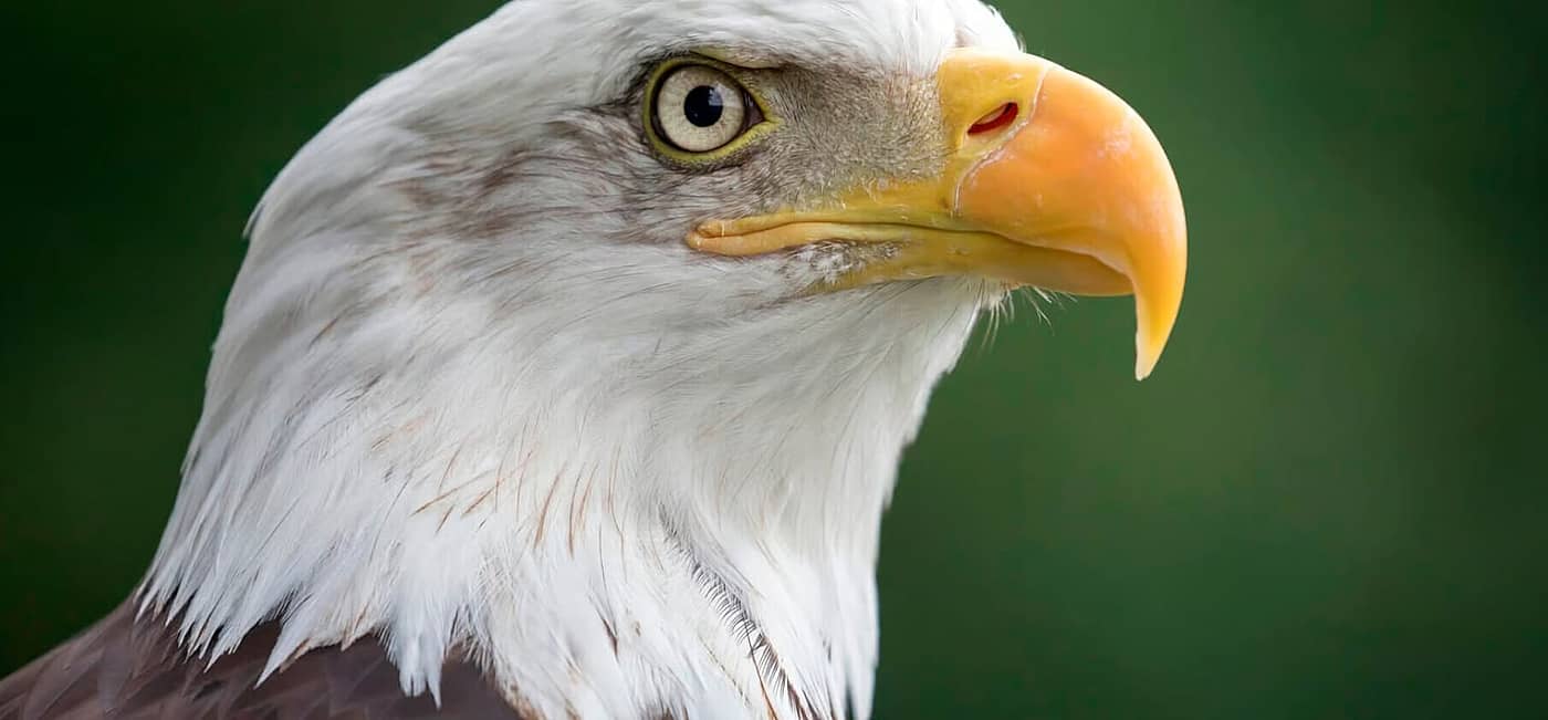 National Save the Eagles Day (January 10th) | Days Of The Year