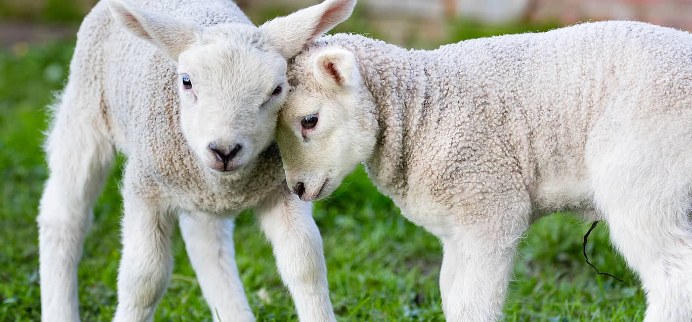 National Hug A Sheep Day (October 29th, 2022) | Days Of The Year