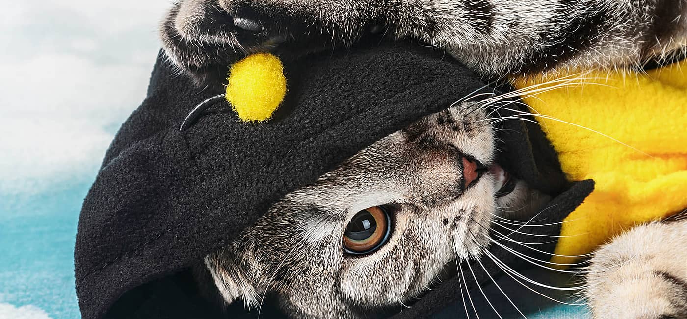 National Dress Up Your Pet Day (January 14th) | Days Of The Year