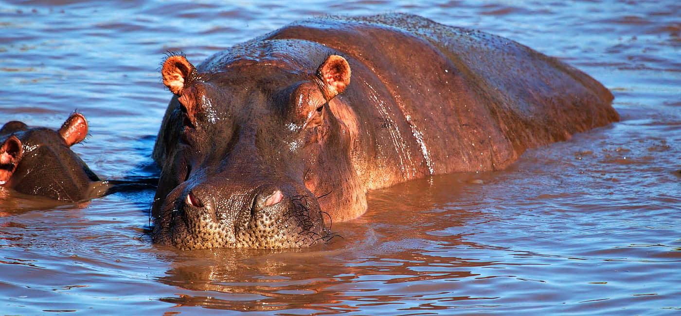 World Hippo Day (February 15th) | Days Of The Year