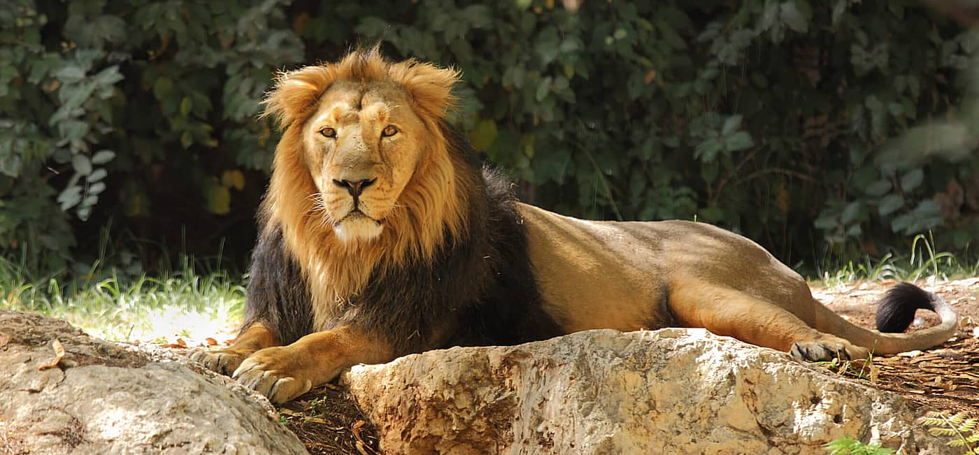National Zoo Lovers Day (April 8th) | Days Of The Year