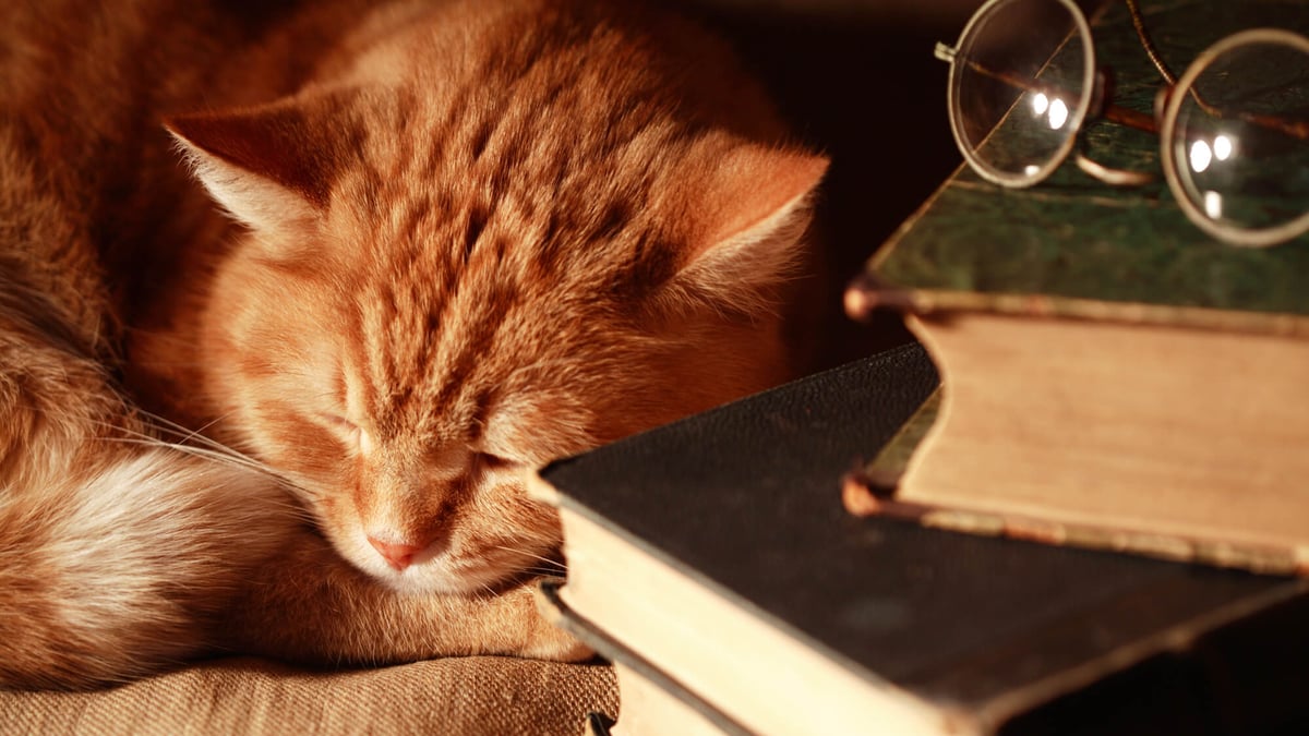 National Answer Your Cat's Questions Day (January 22nd) | Days Of The Year